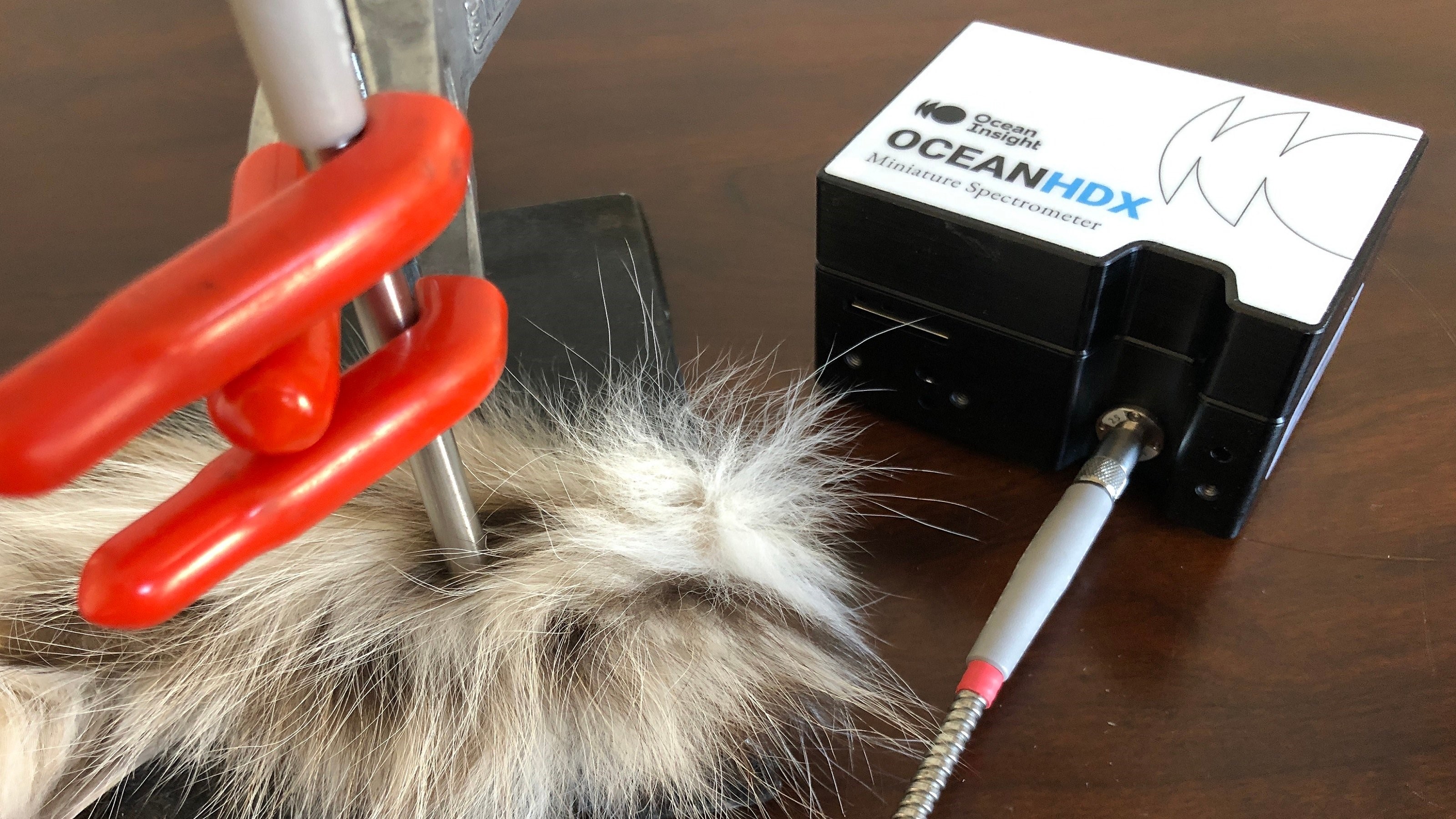 How UV Vision Helps Reindeer Survive