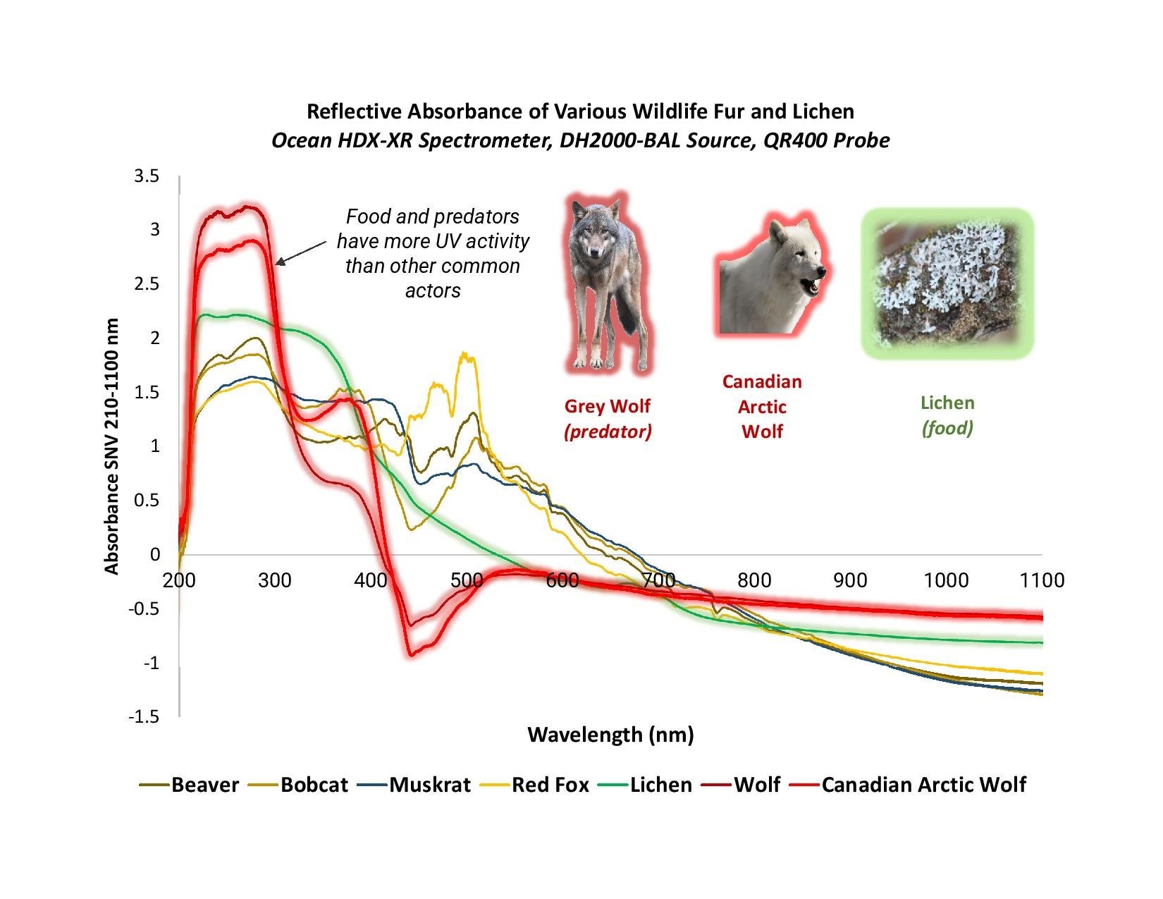 How UV Vision Helps Reindeer Survive
